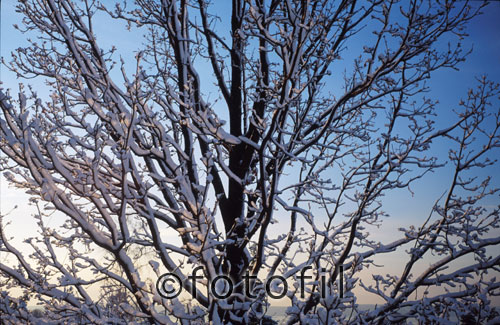 Vintertre Tegninger Vinter Tegninger Til Fargelegging